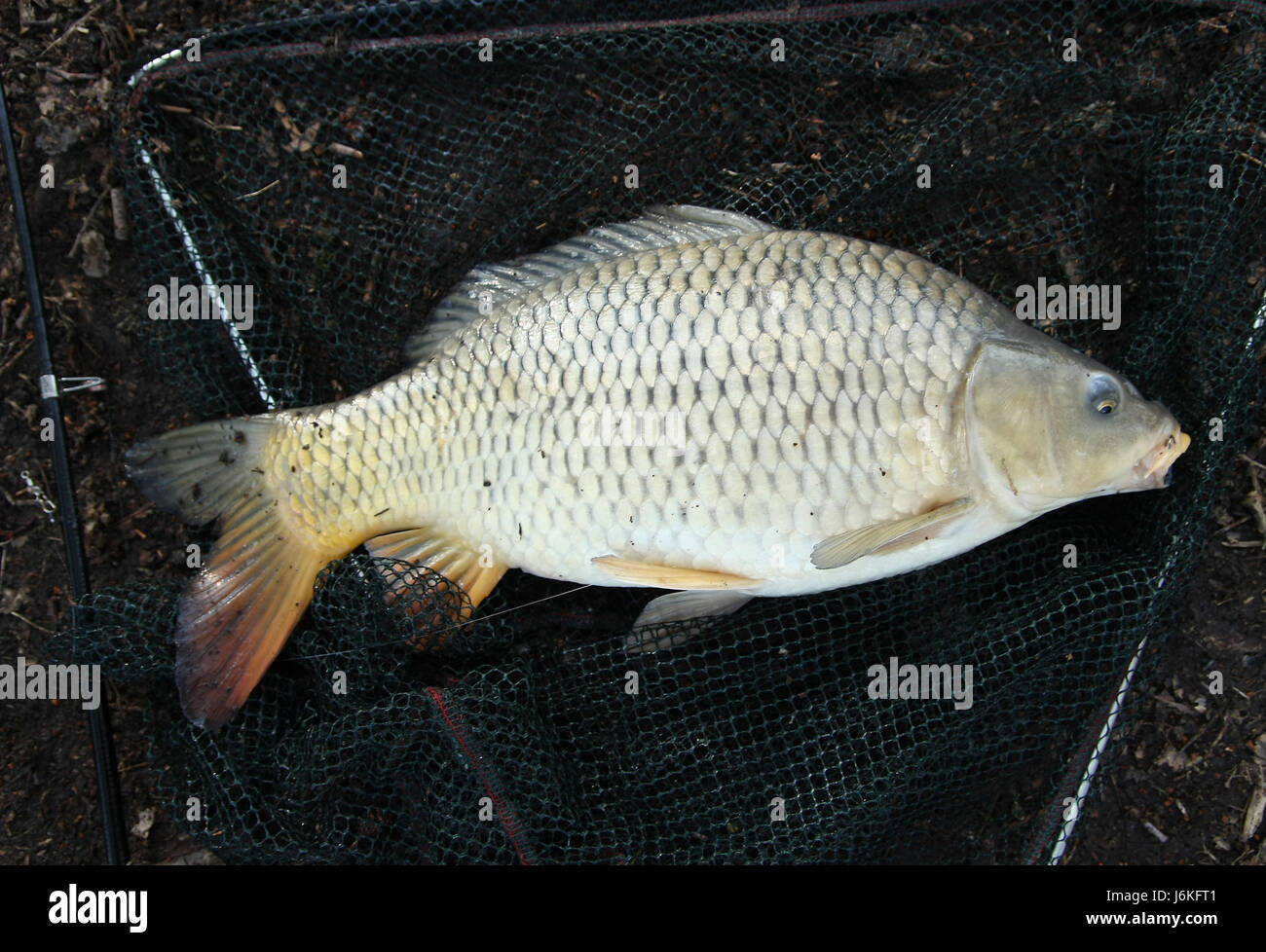 carp - cyprinus carpio Stock Photo - Alamy