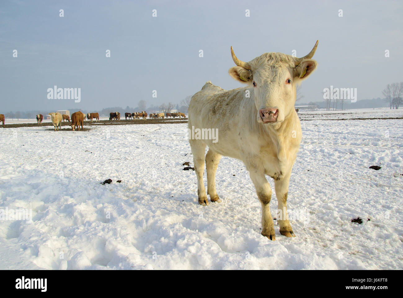 rind - cow 41 Stock Photo - Alamy