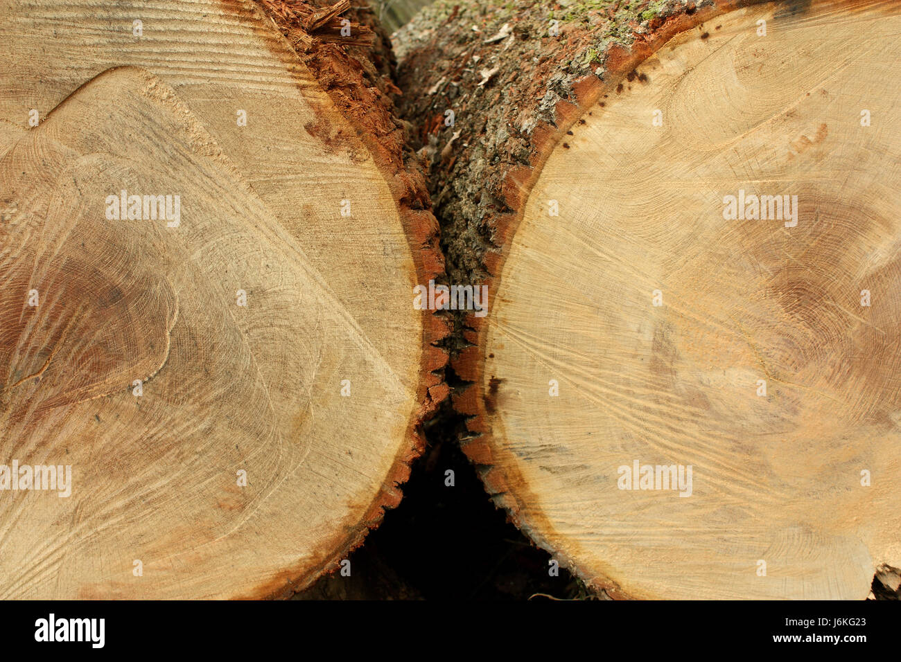 close environment enviroment tree log forest macro close-up macro ...