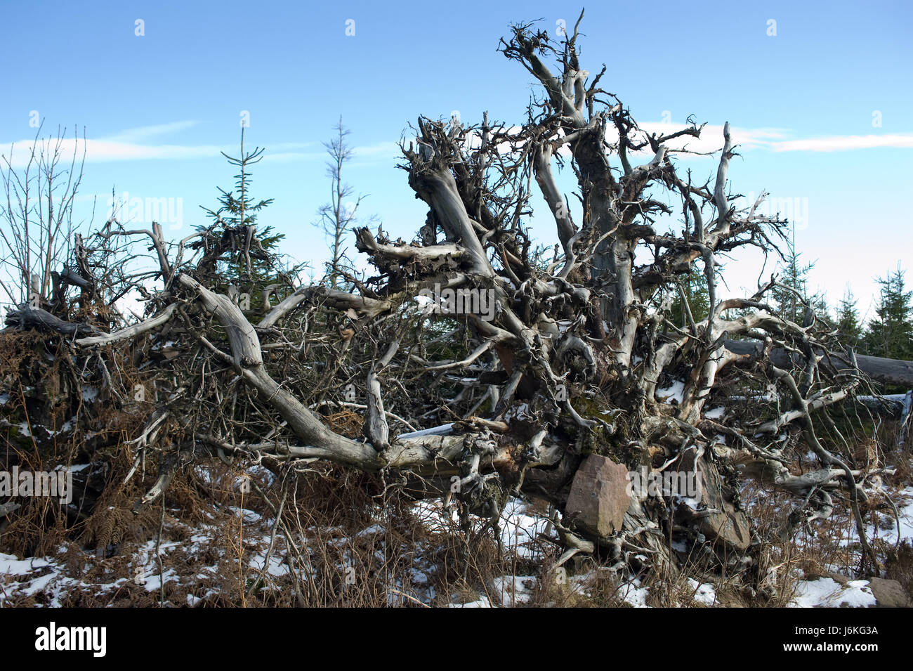 Lothar storm hi-res stock photography and images - Alamy