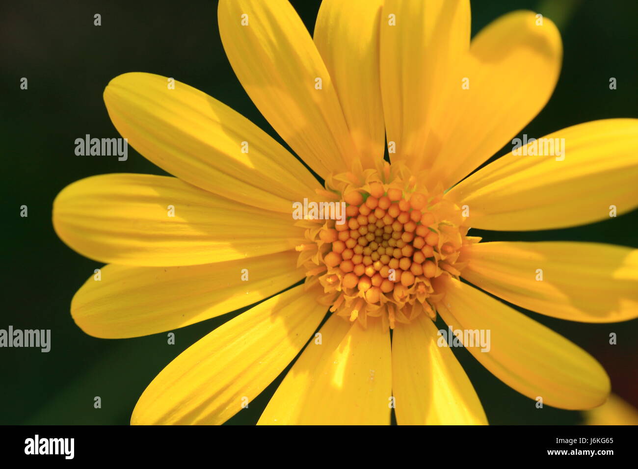 yellow margarite 2 Stock Photo - Alamy