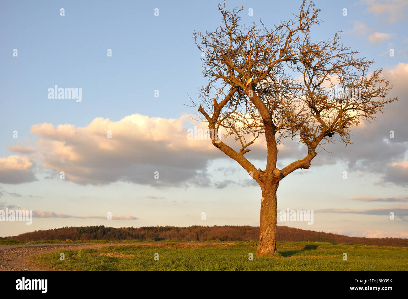 blue tree trees garden wood cloud spring bouncing bounces hop skipping ...