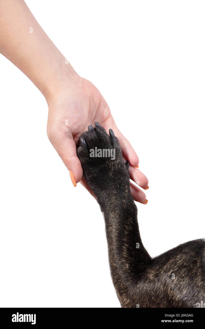 Paw of dog in female hand on white isolated background Stock Photo - Alamy