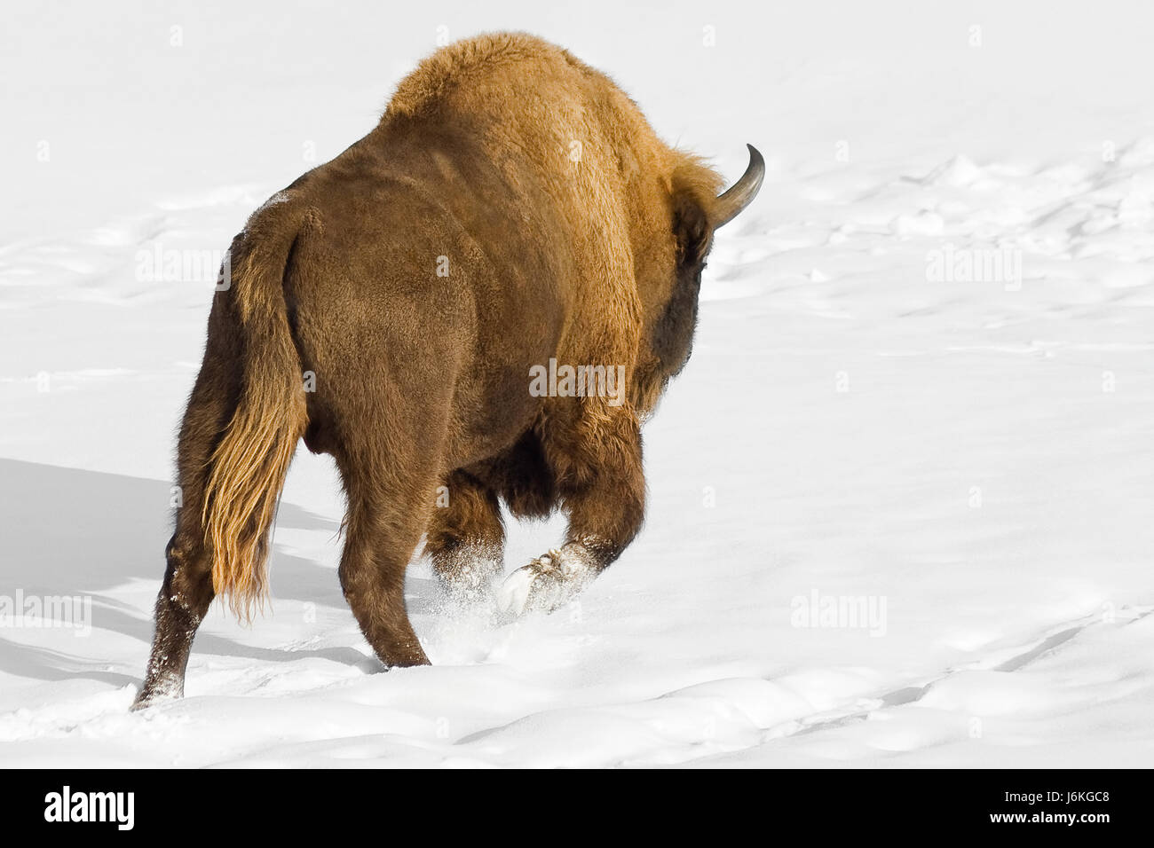 Elemental hi-res stock photography and images - Alamy