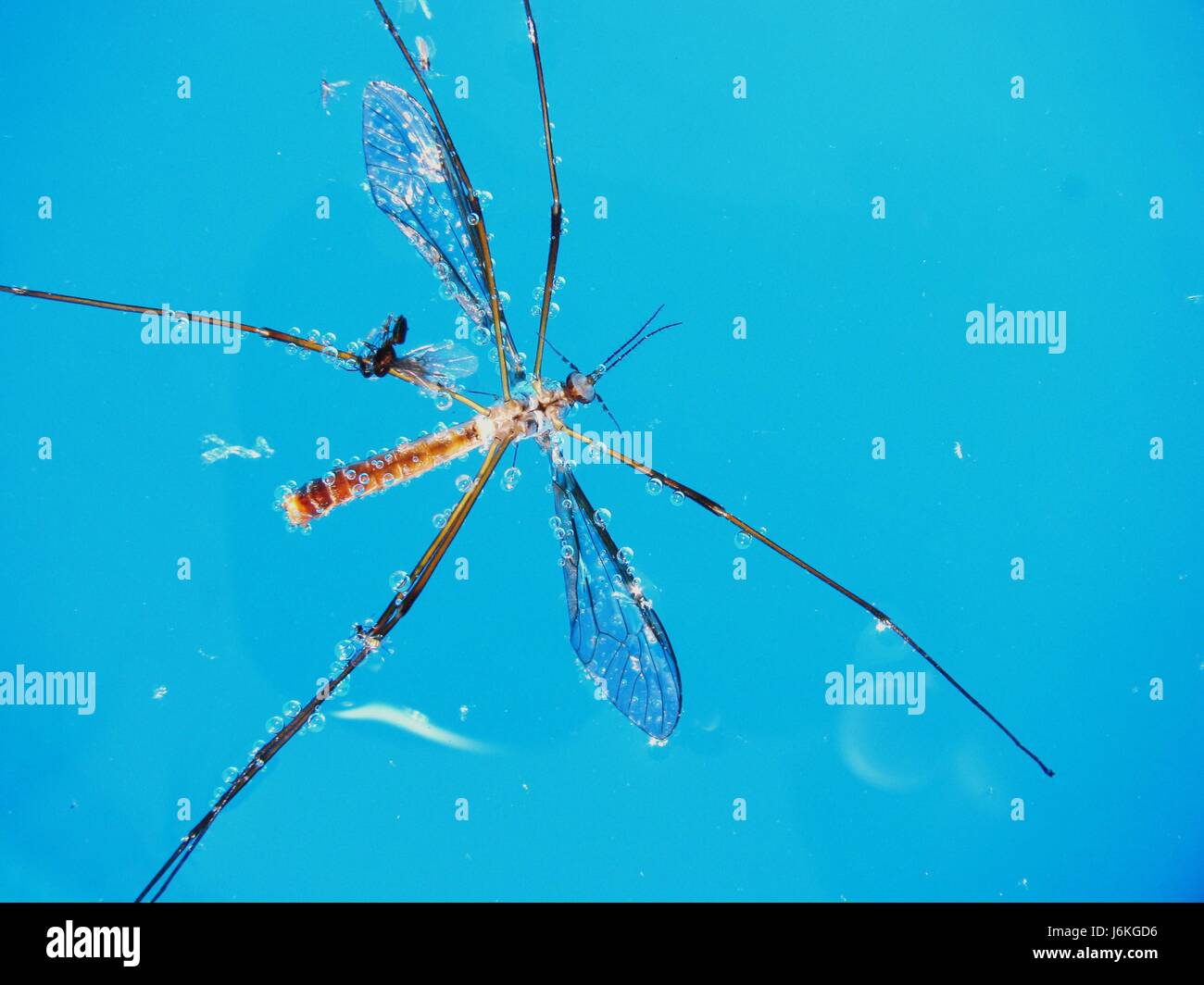 insect in blue water Stock Photo - Alamy