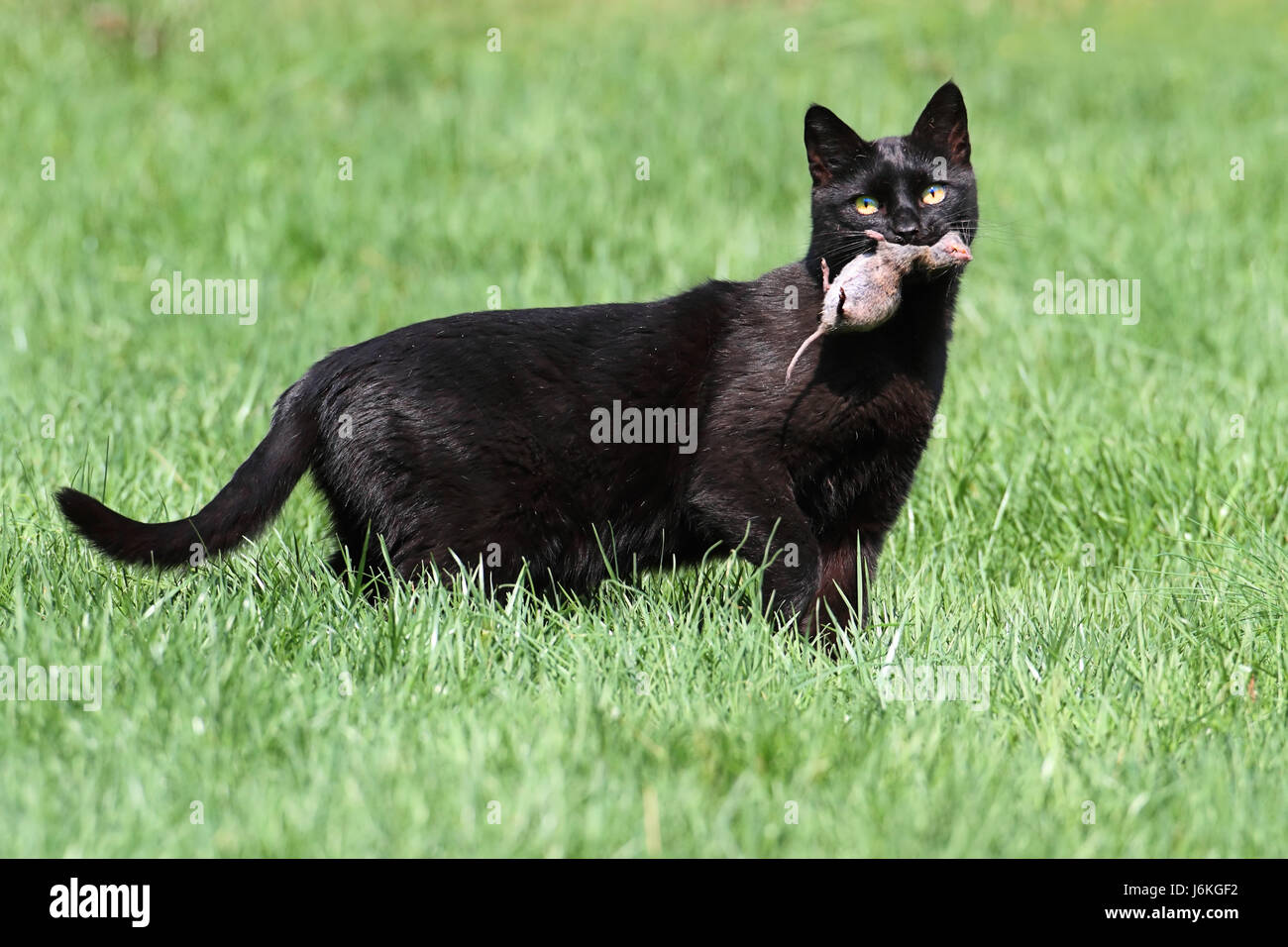 death animal pet black swarthy jetblack deep black wildlife mouse ...