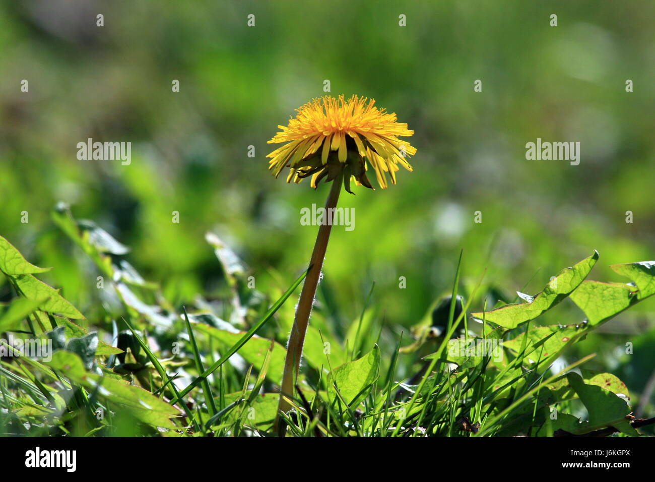 Uprightly hi-res stock photography and images - Alamy