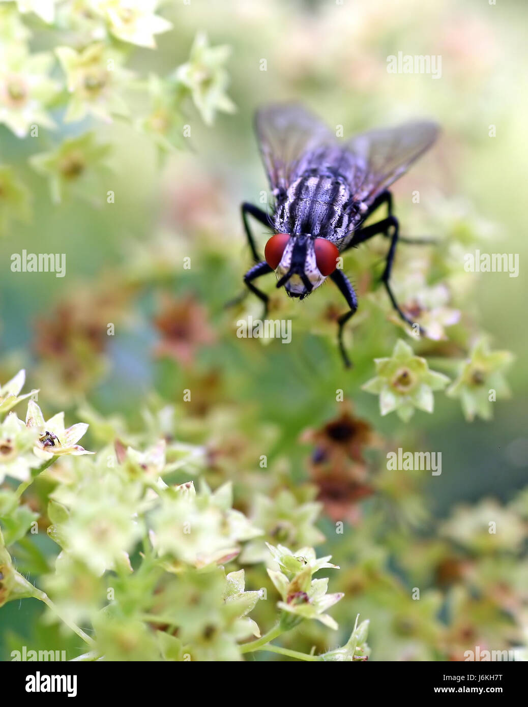 insect fly flies flys flying best cool eyes flowers fly insect look red ...