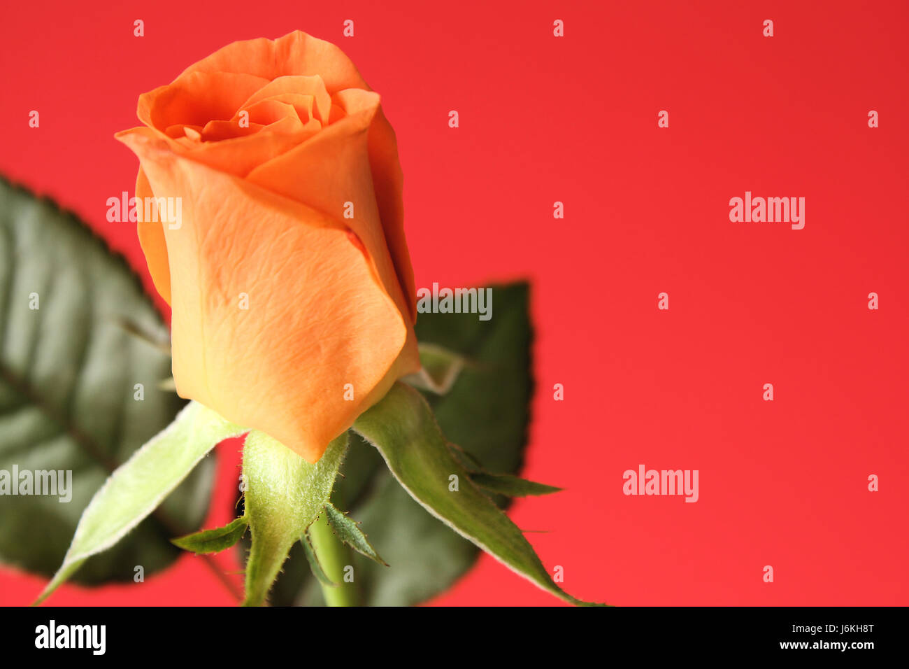 Dwarf rose hi-res stock photography and images - Alamy