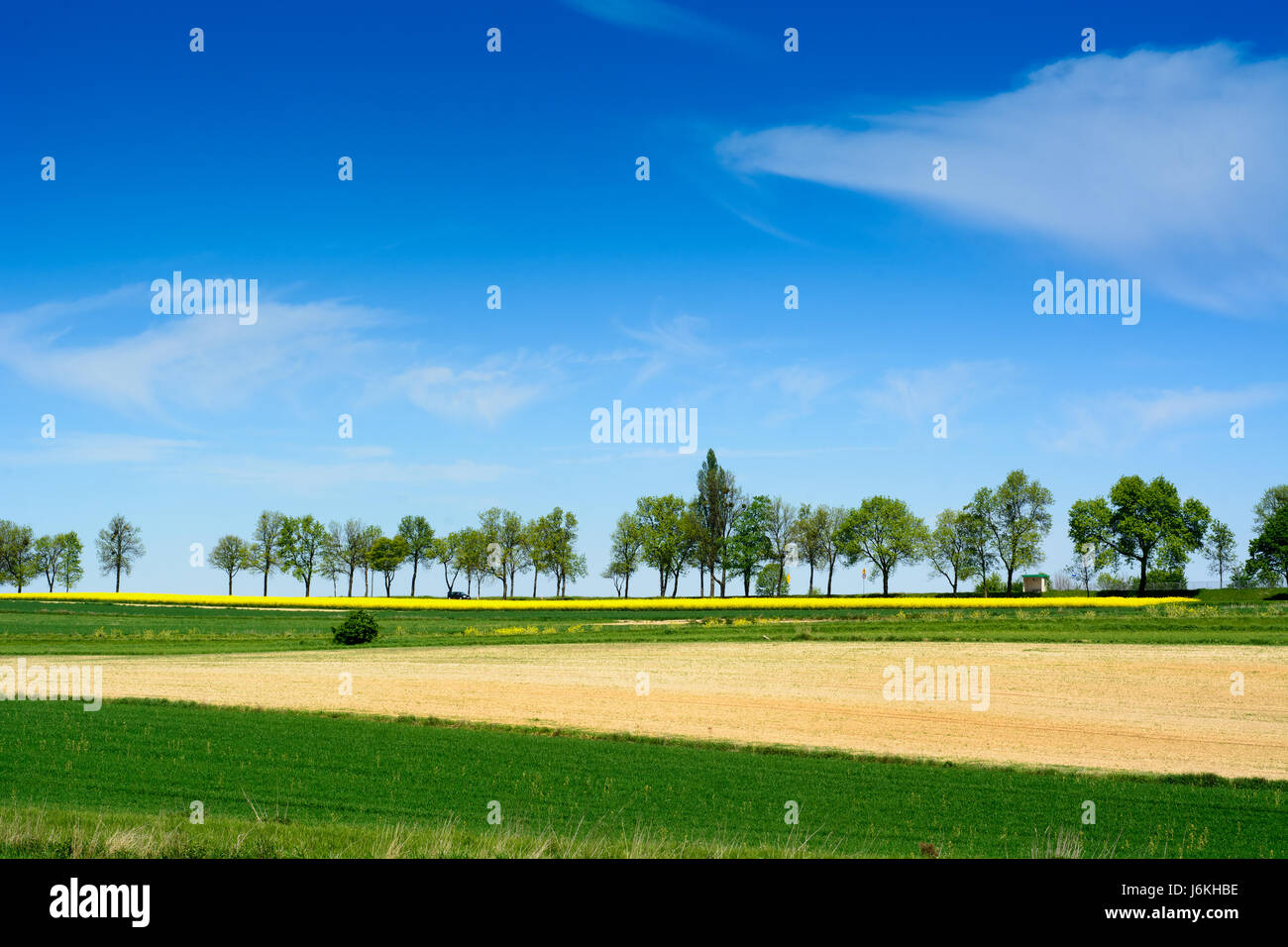Quiet landscape with single trees and blue sky with copy space Stock ...