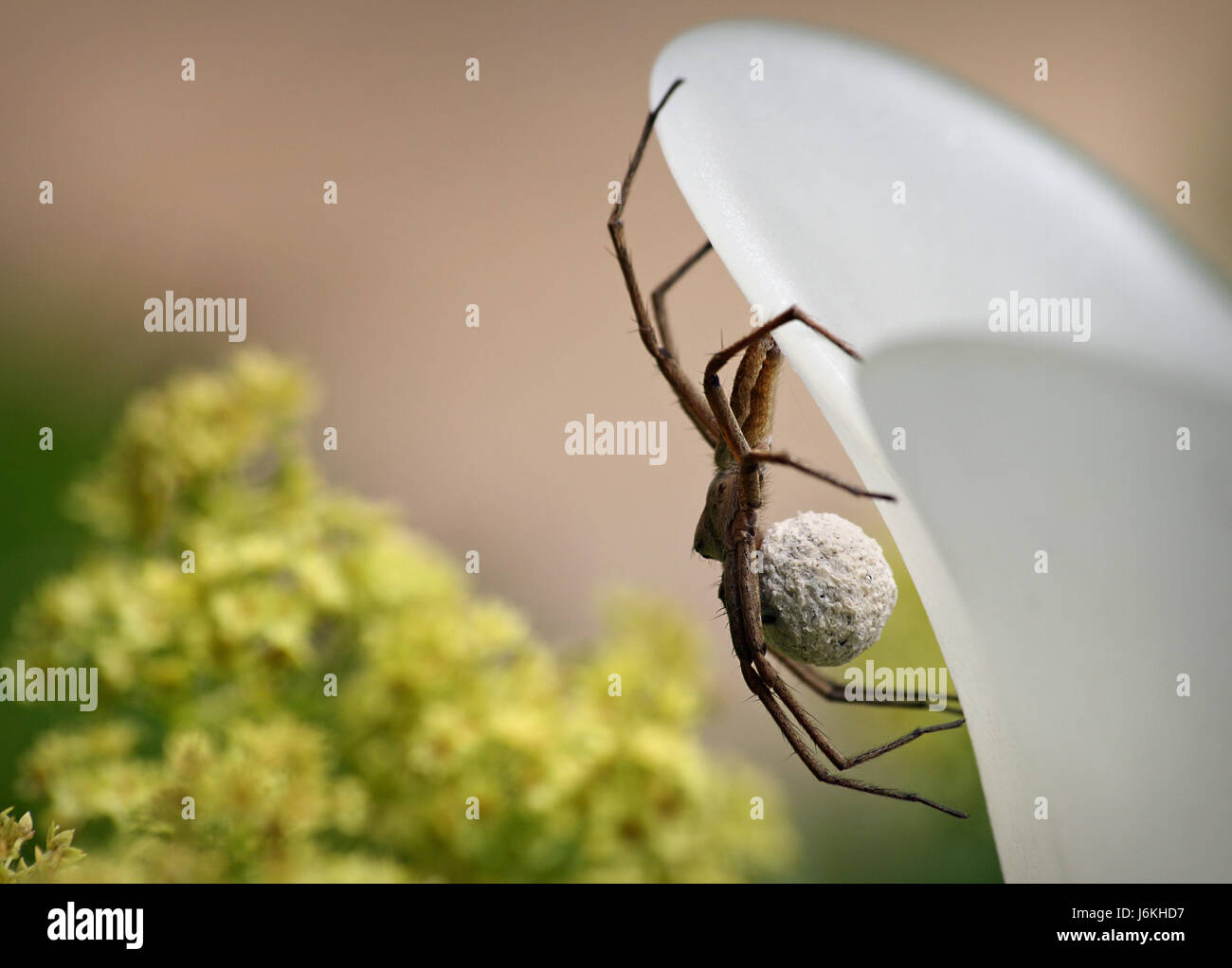 Raubspinne pisaura mirabilis hi-res stock photography and images - Alamy