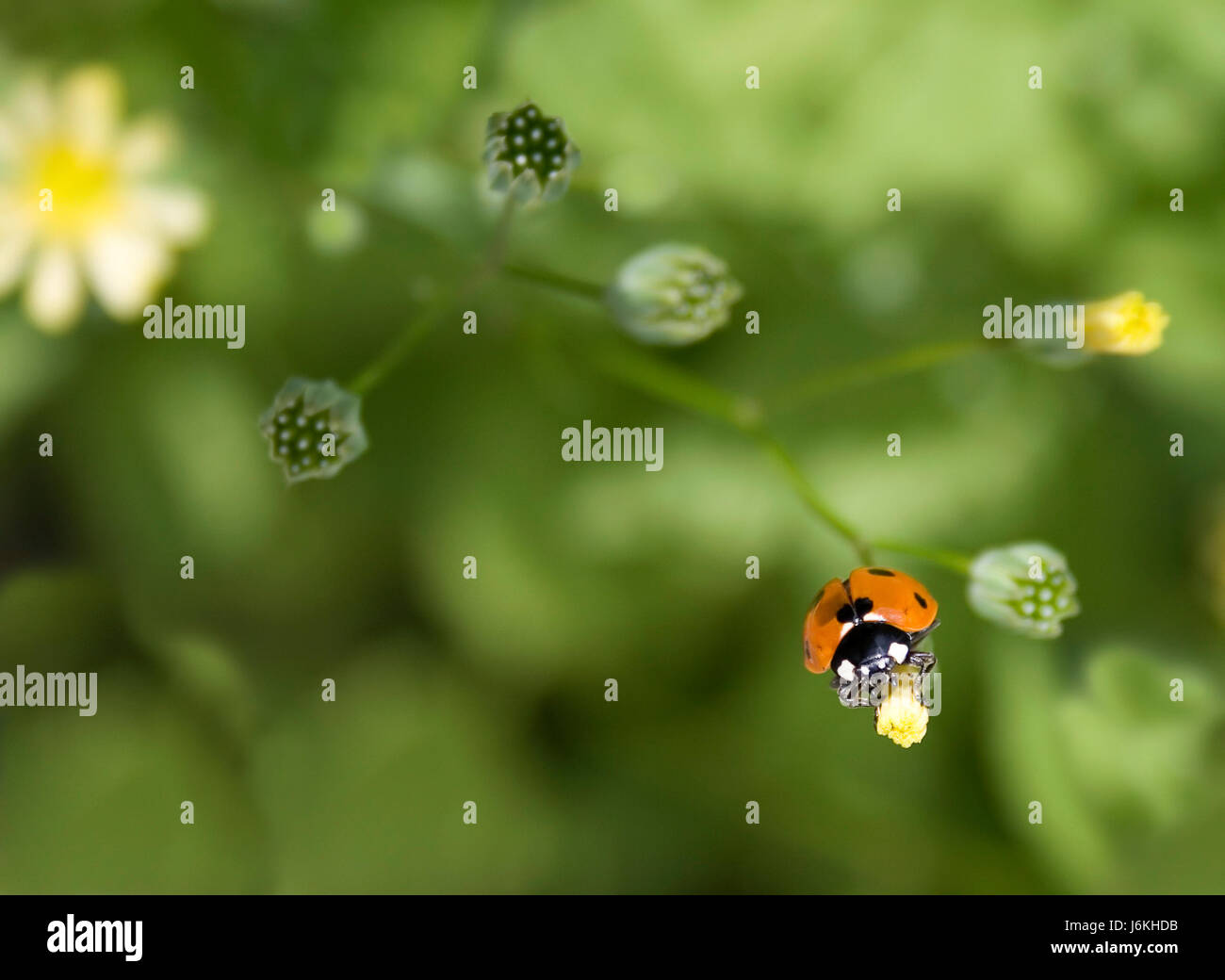 Seven dot ladybug hi-res stock photography and images - Alamy
