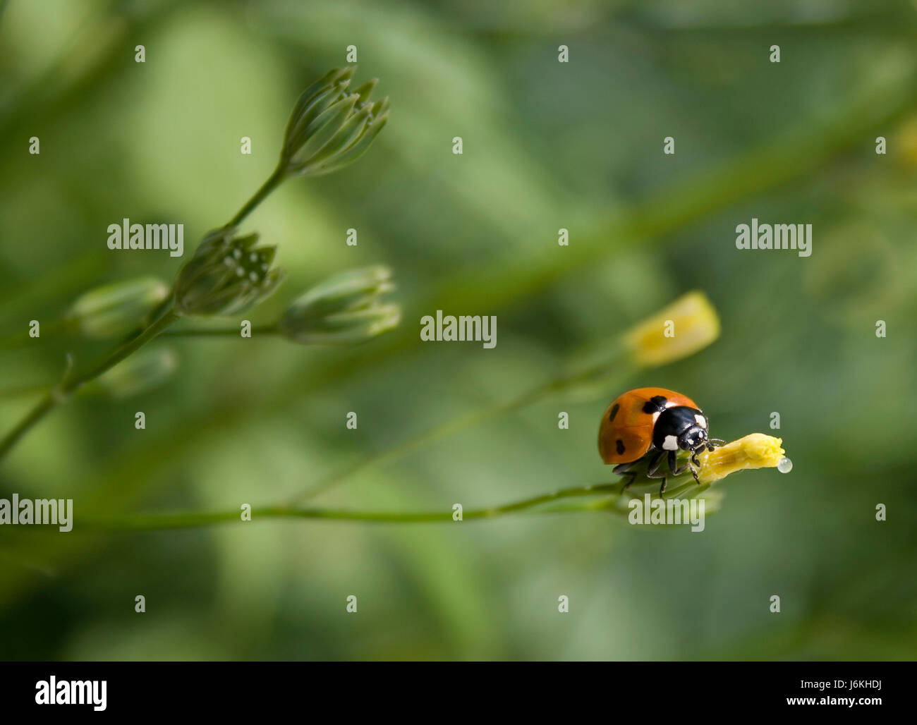 Seven dot ladybug hi-res stock photography and images - Alamy
