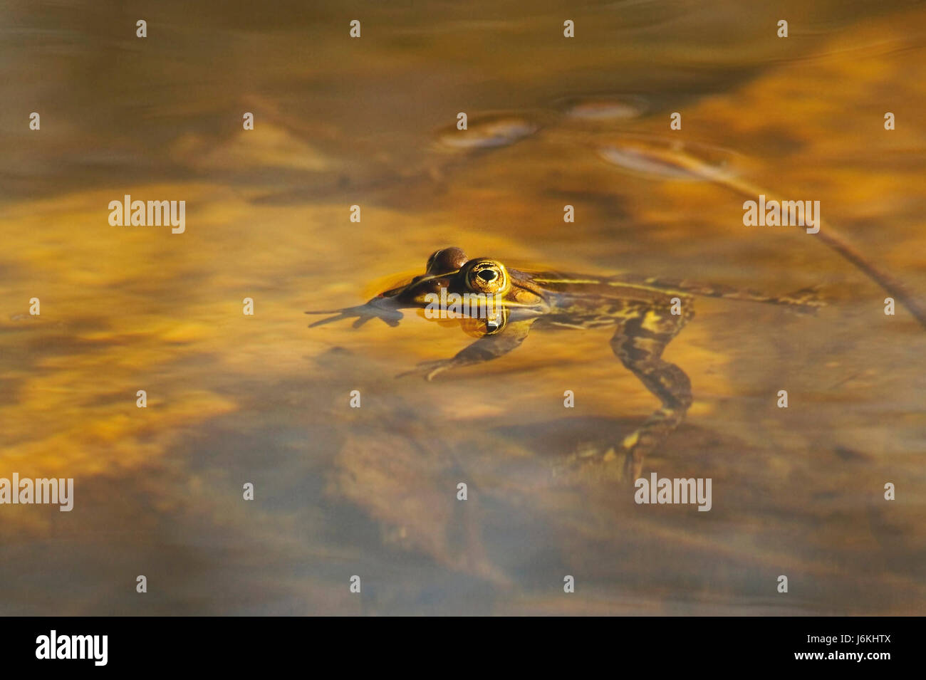 Frog Gymnastics High Resolution Stock Photography and Images - Alamy