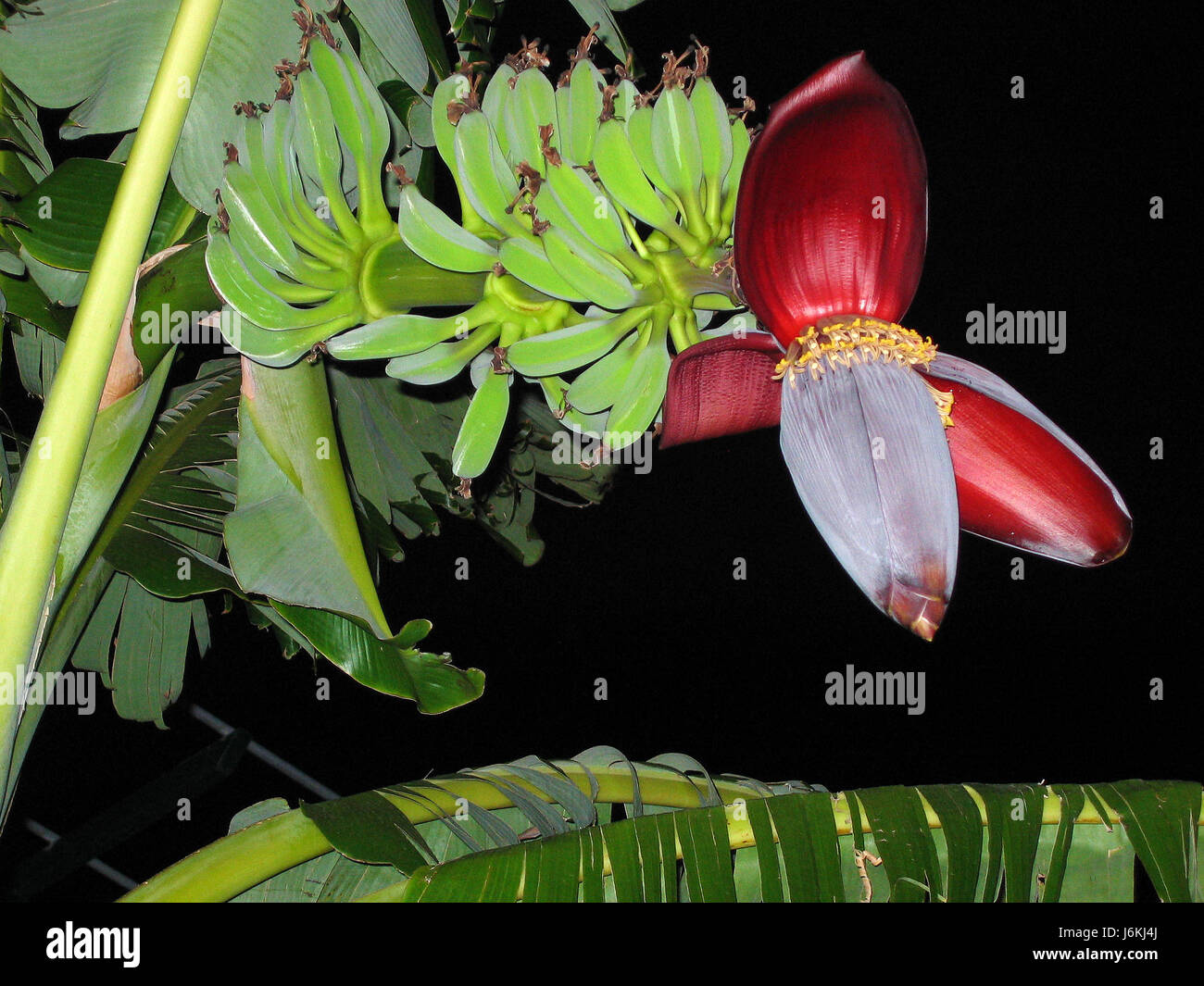 Bannanas hi-res stock photography and images - Alamy