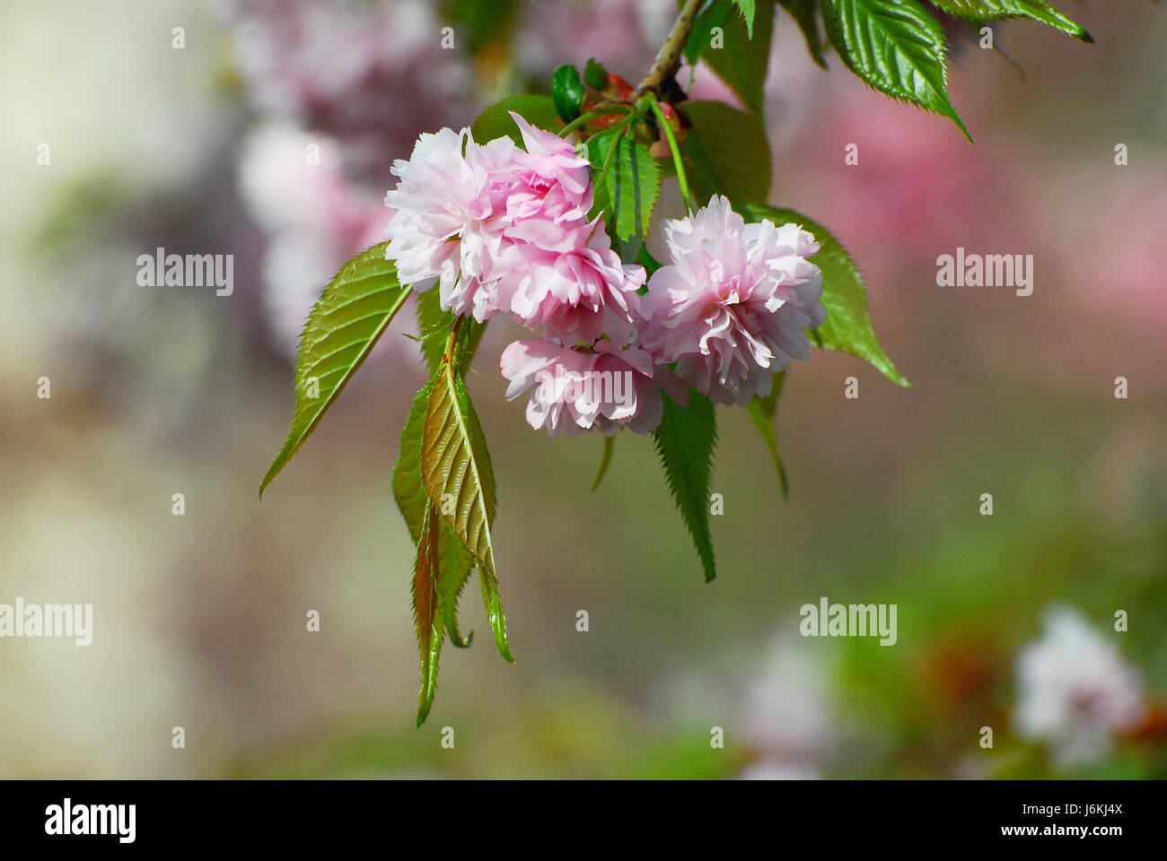 blossoms in spring Stock Photo - Alamy