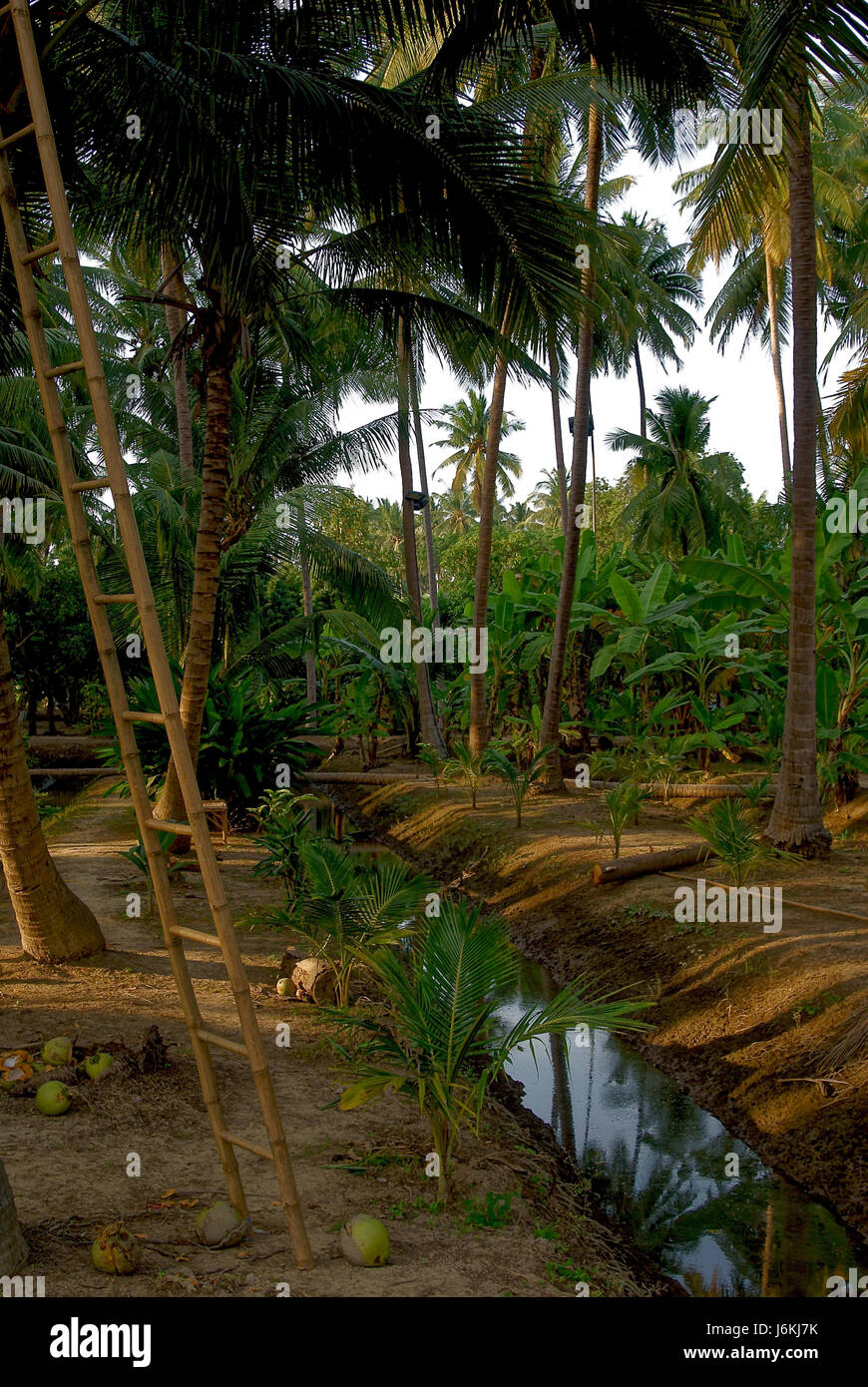 rural scene in thailand Stock Photo - Alamy