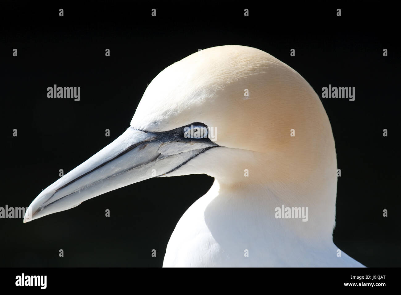 northern gannet portrait Stock Photo - Alamy