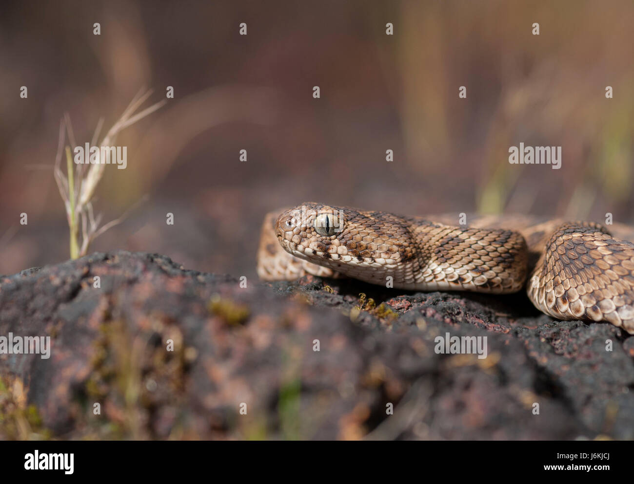 Saw Scaled Viper High Resolution Stock Photography and Images - Alamy