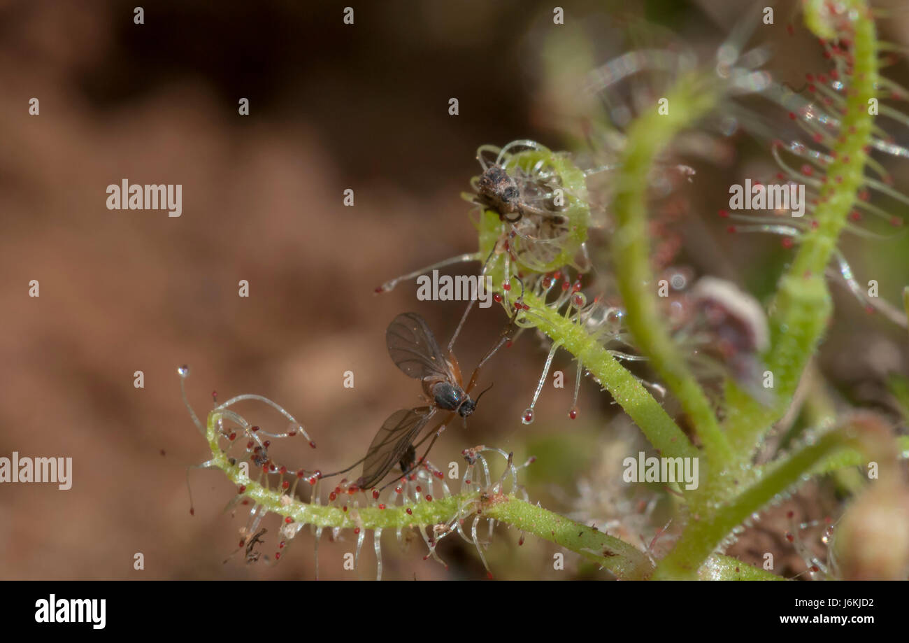 Drosera indica hi-res stock photography and images - Alamy