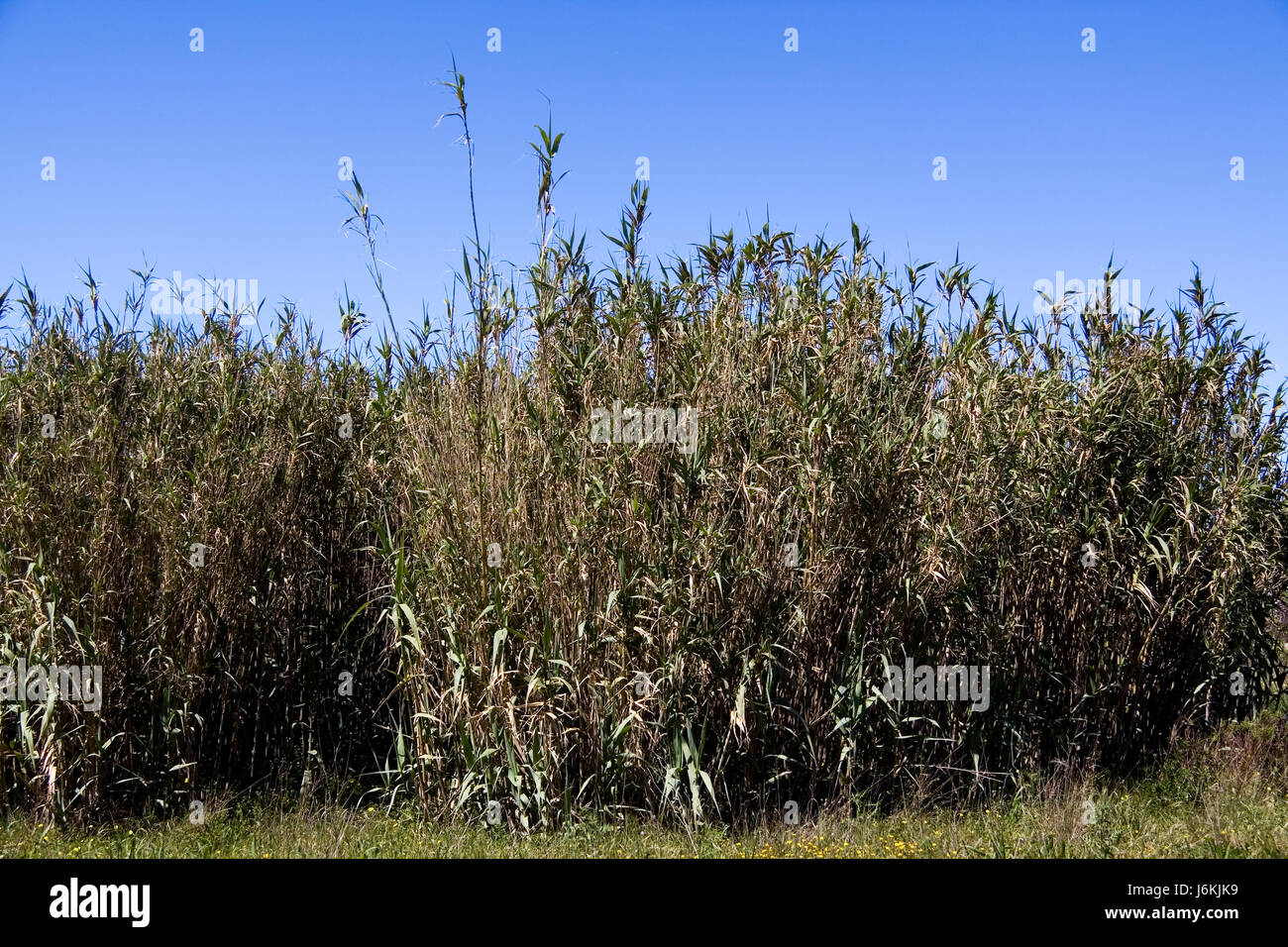 Bamboo windbreak hi-res stock photography and images - Alamy