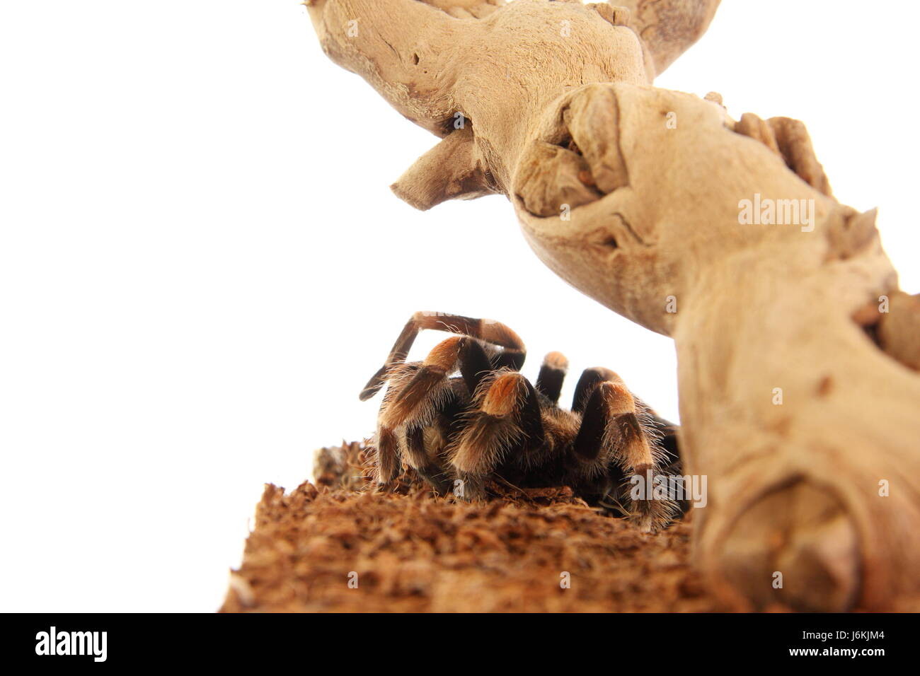tarantula brachypelma smithi in captivity Stock Photo - Alamy