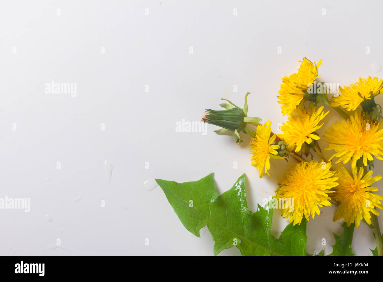 Dandelions flat lay scene Stock Photo - Alamy