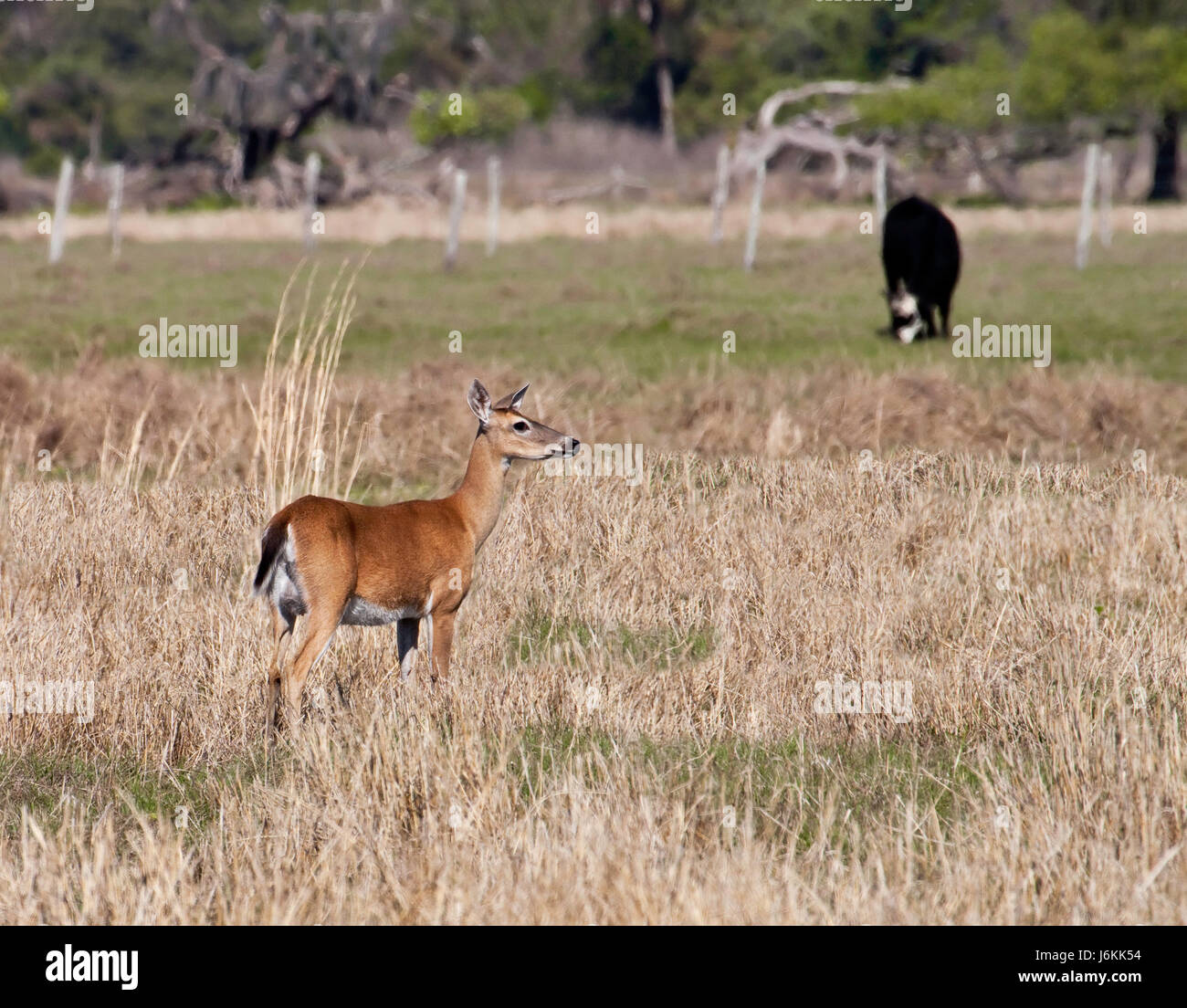 animal mammal wildlife deer wilderness nature female animal mammal wild ...