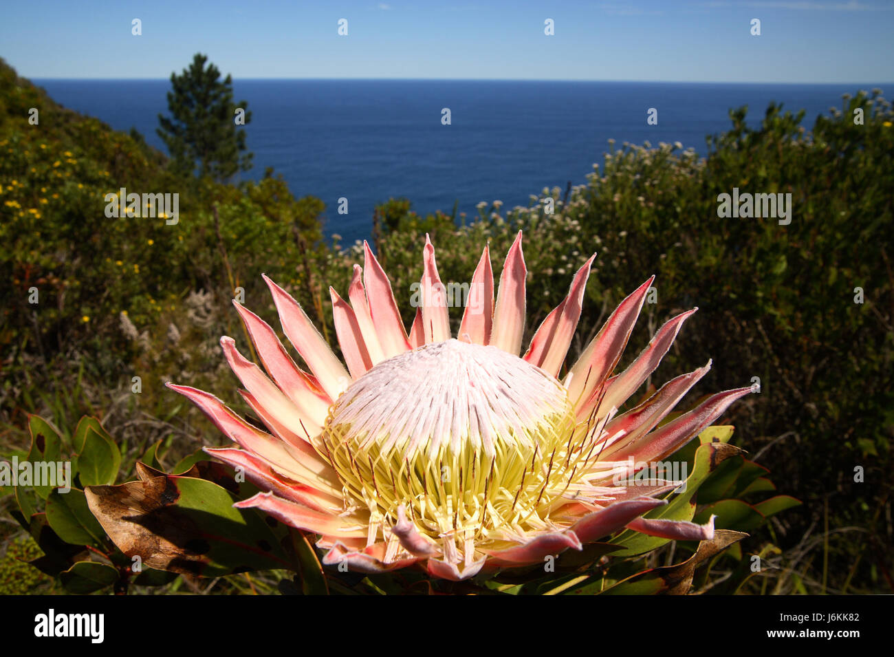 flower plant bloom blossom flourish flourishing pacific salt water sea ...
