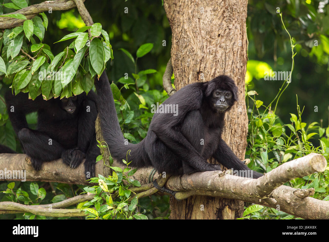 Siamang (Symphalangus syndactylus), adult male on a tree, captive ...