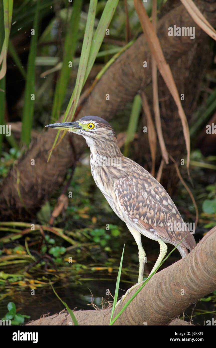 holiday vacation holidays vacations bird fauna tourism birds australia ...