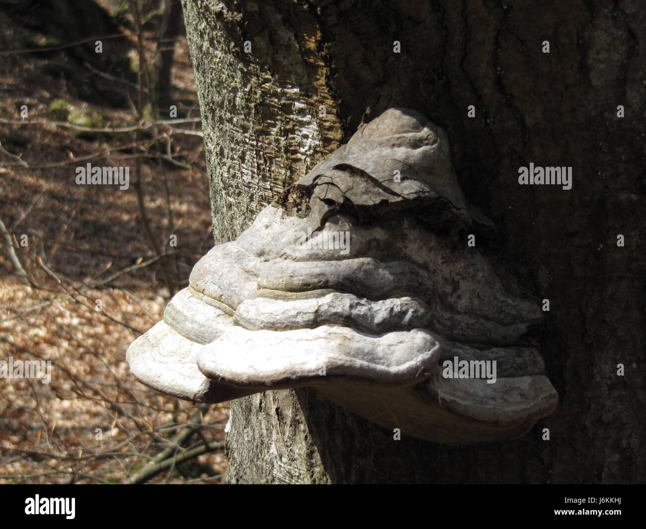 tree wood mushroom fungus bark decay forest die tree wood mushroom ...