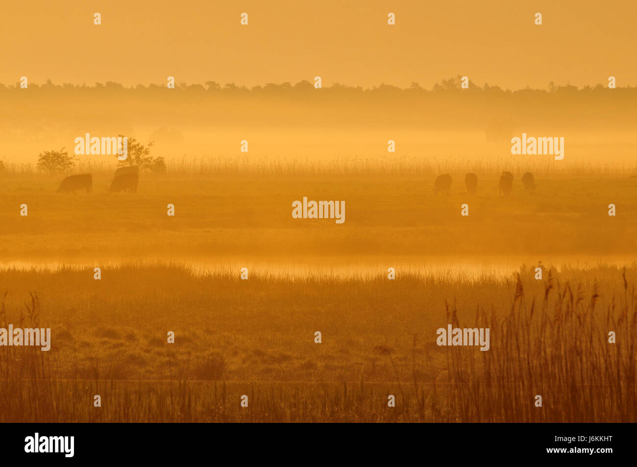 fog sunrise cows tomorrow tendency cattle bank of fog fog sunrise reed ...