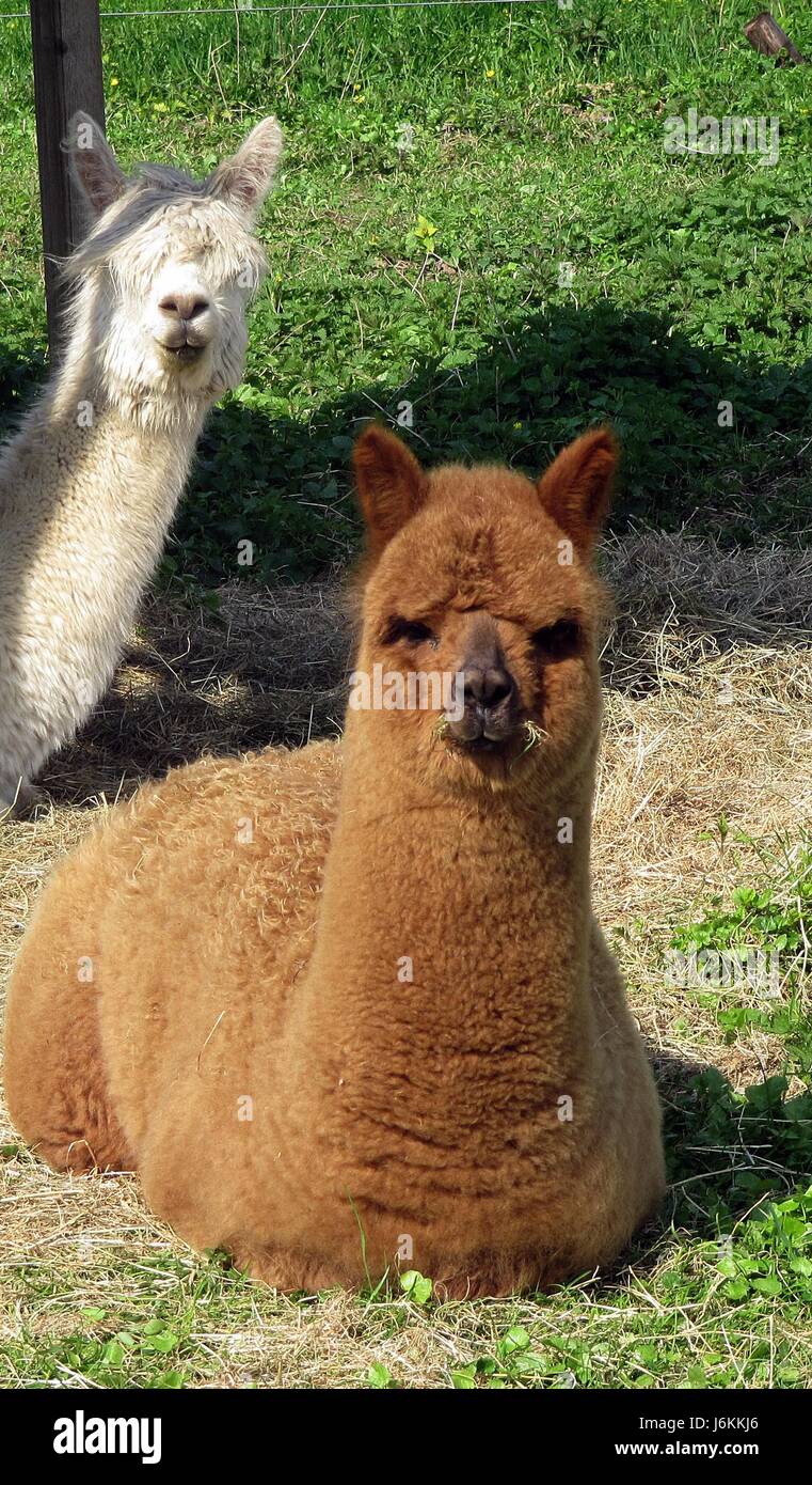 mammal camel farm animal alpaca llama animal mammal portrait camel ...