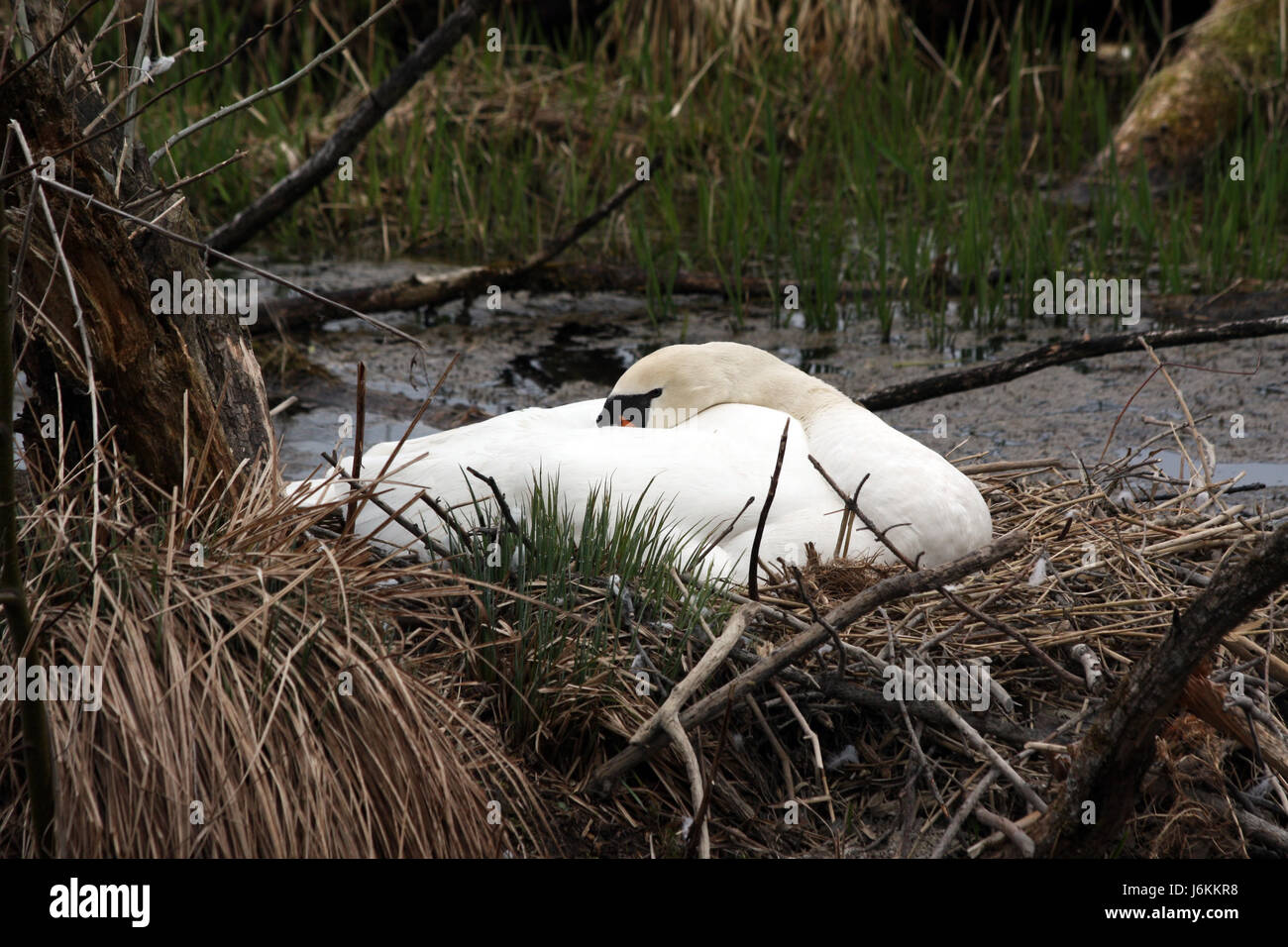 nest swan reed nest clutch breed-time female bank of a river river-bank ...