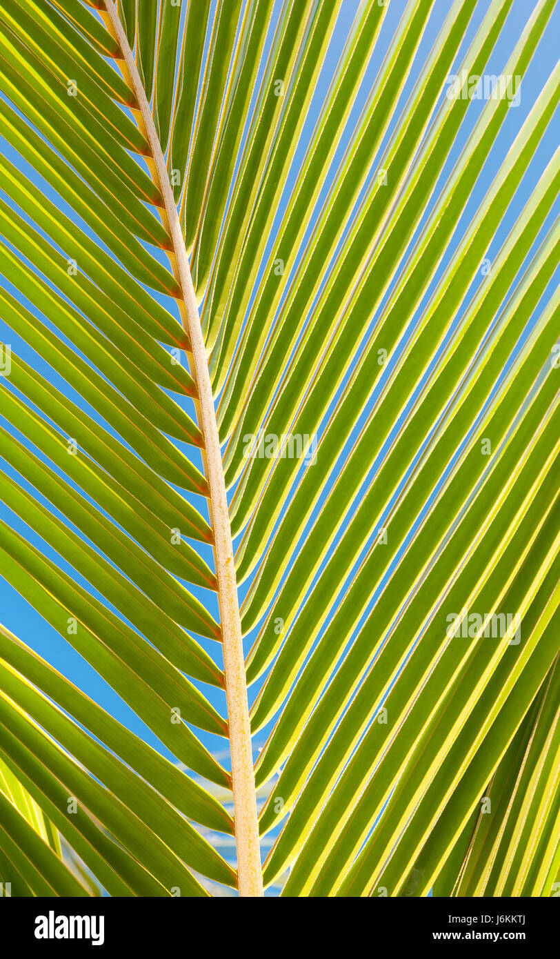 blue leaf green beach seaside the beach seashore summer summerly palm ...