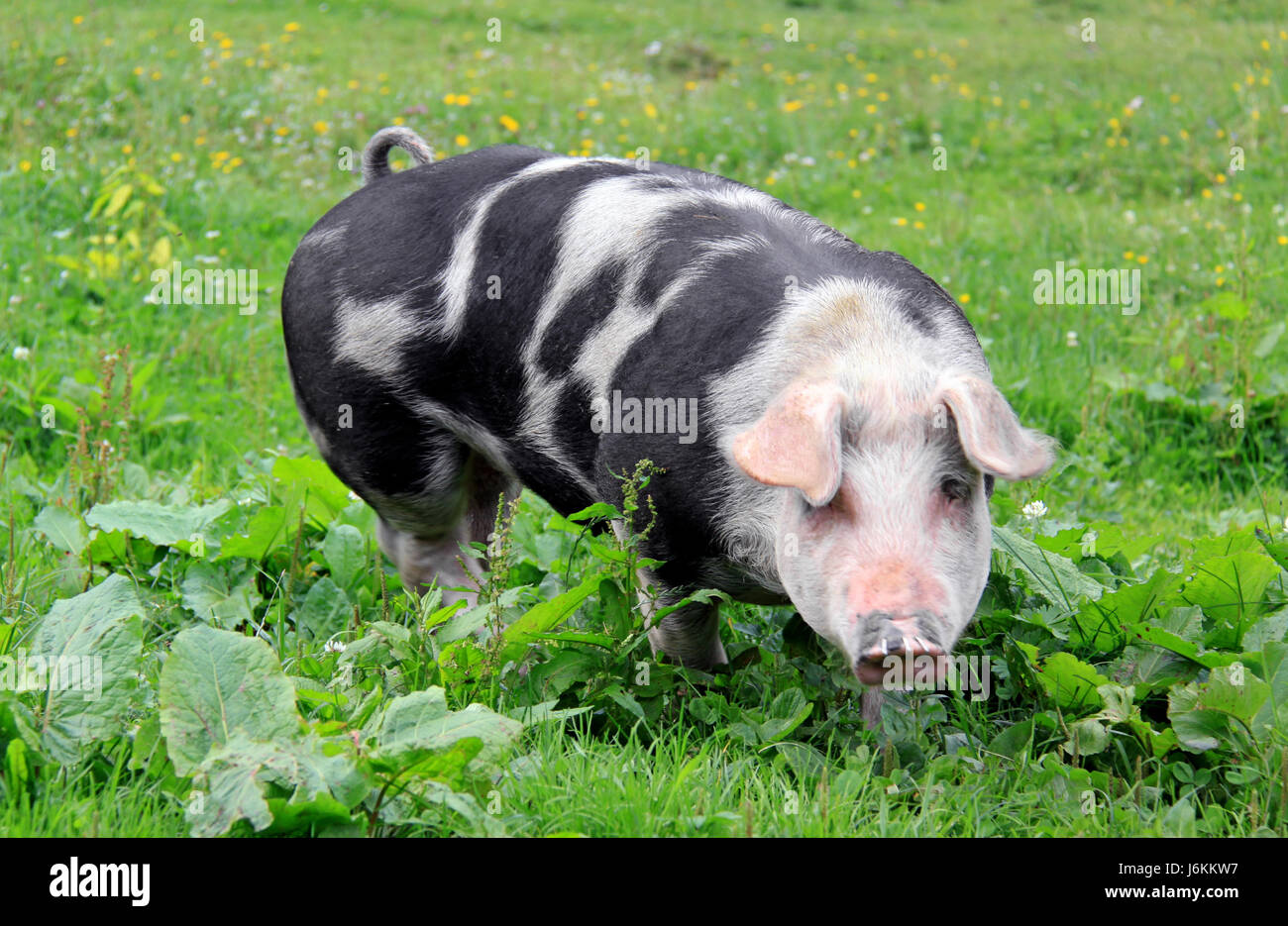 Wutz hi-res stock photography and images - Alamy
