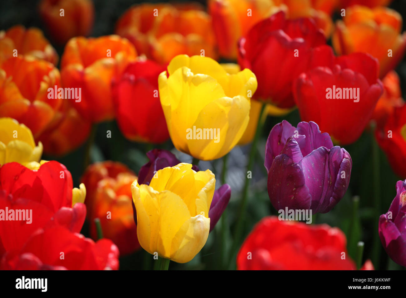 flower flowers plant tulips holland netherlands amsterdam gardens dutch ...