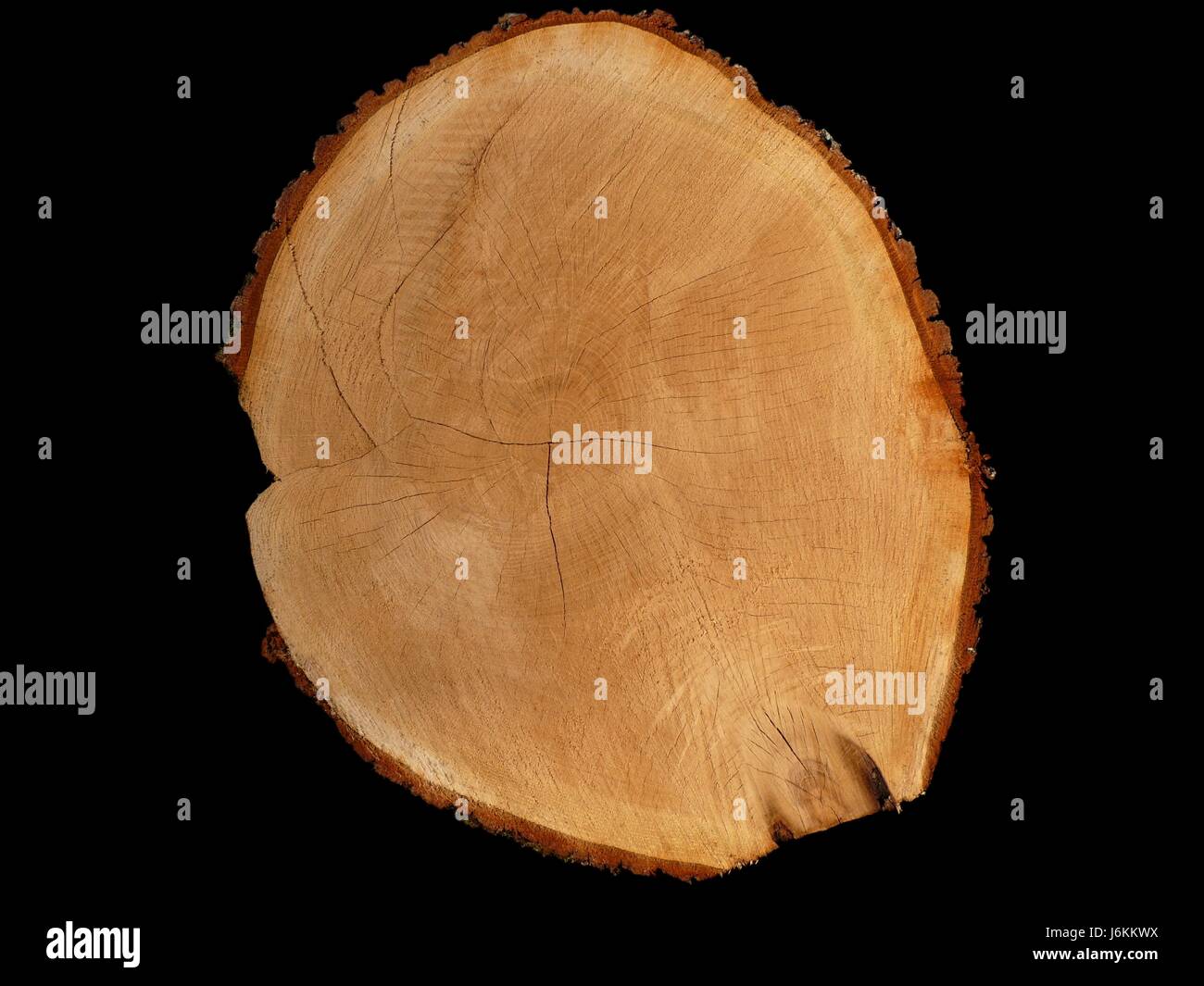 wood vein annual ring structure wood structure macro close-up macro ...