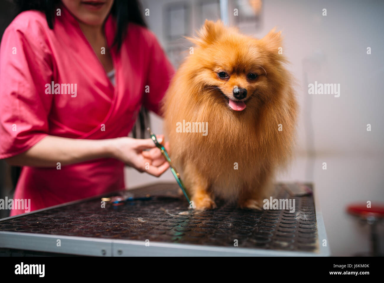 Pet groomer hands cuts with scissors claws of a dog, puppy washing in ...