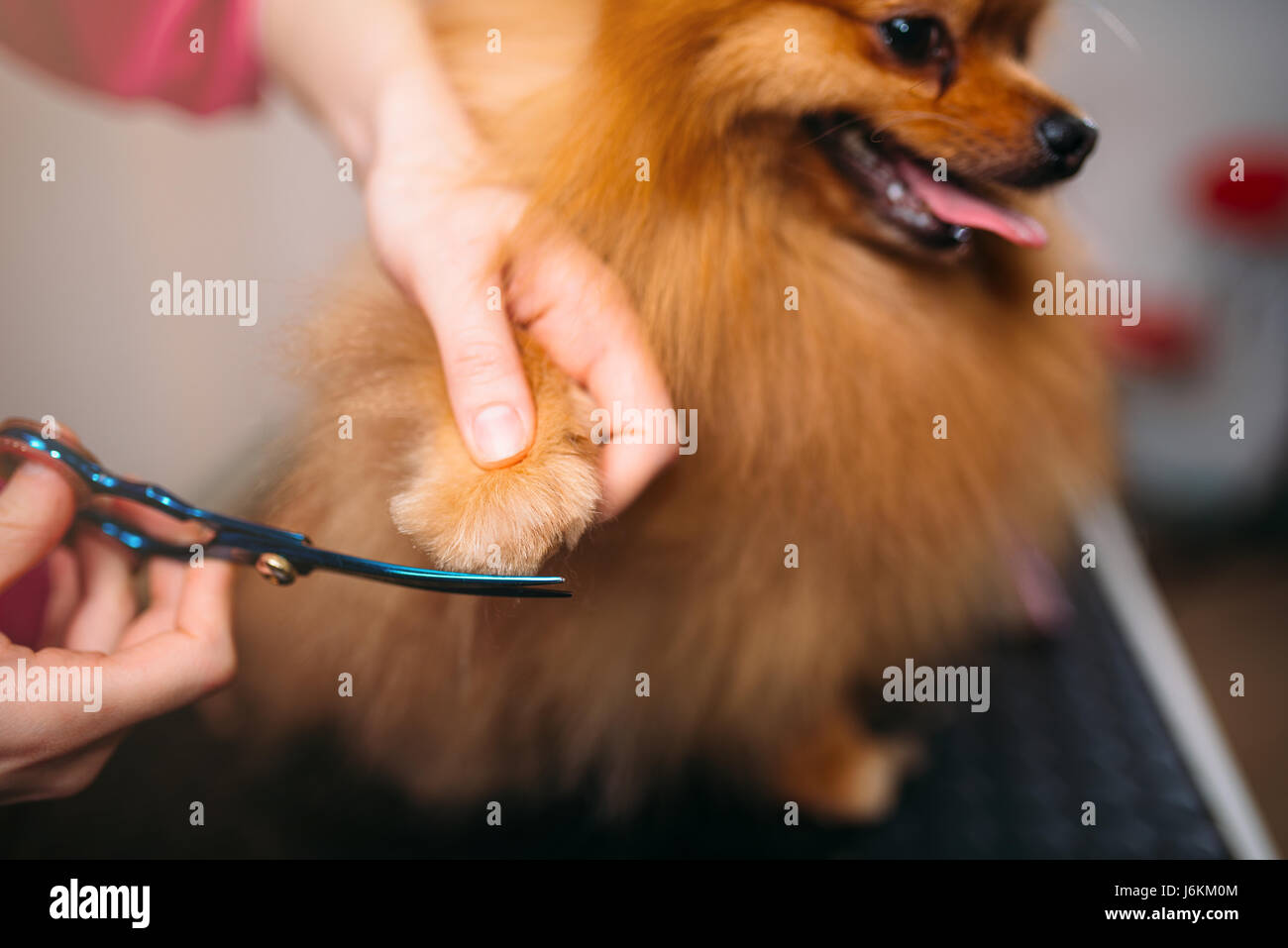 Pet groomer hands cuts with scissors claws of a dog, puppy washing in ...