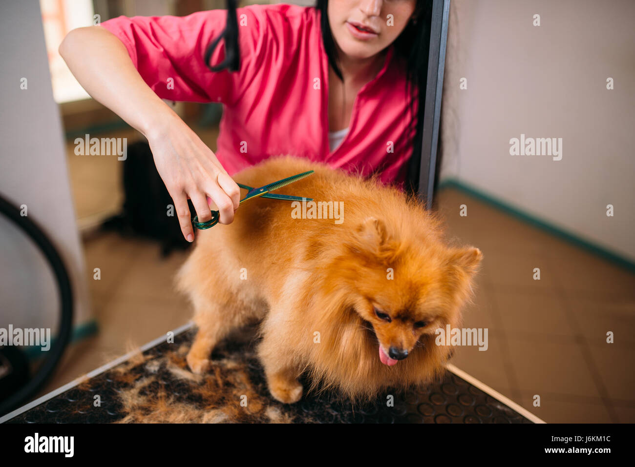 Pet groomer makes grooming dog, hairstyle for domestic animal ...
