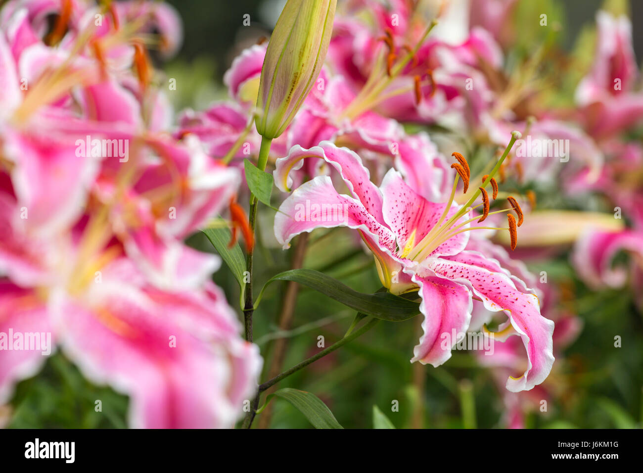 Asiatic lilies garden hi-res stock photography and images - Alamy