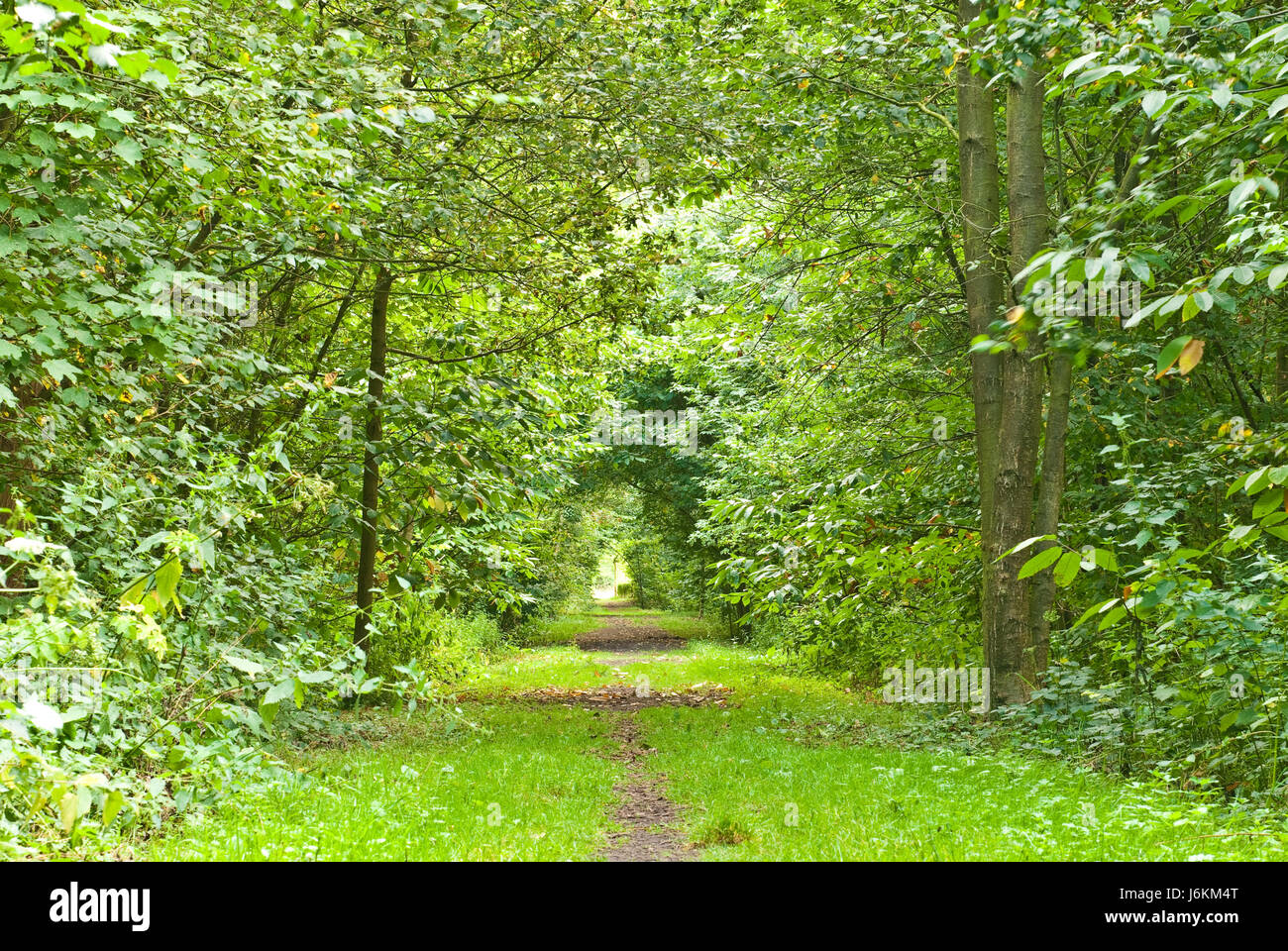 season path way lawn green forest nature natural beautiful beauteously ...