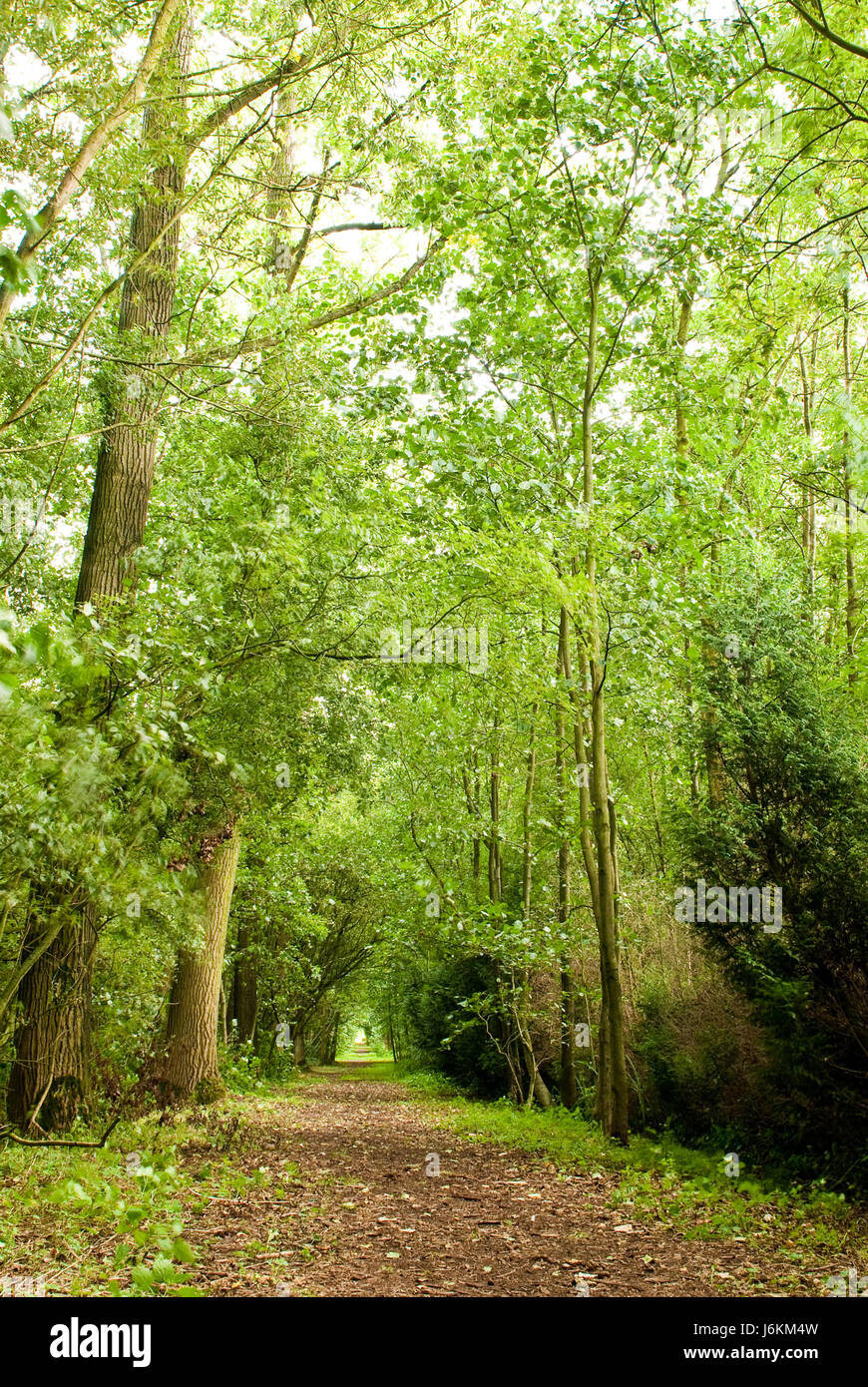 season path way lawn green forest nature natural beautiful beauteously ...