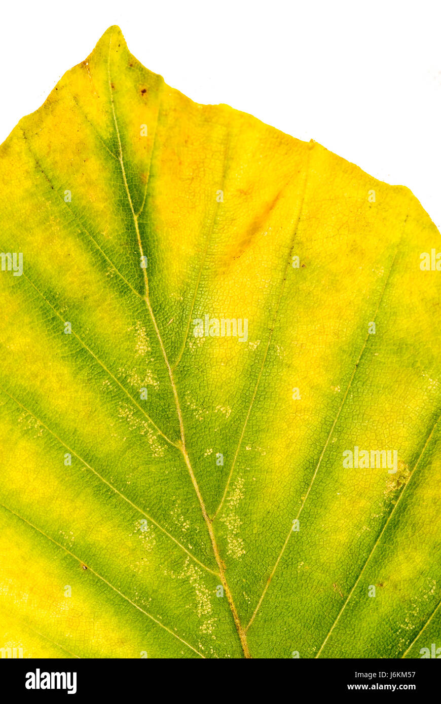 leaf isolated green yellow nature natural shine shines bright lucent ...