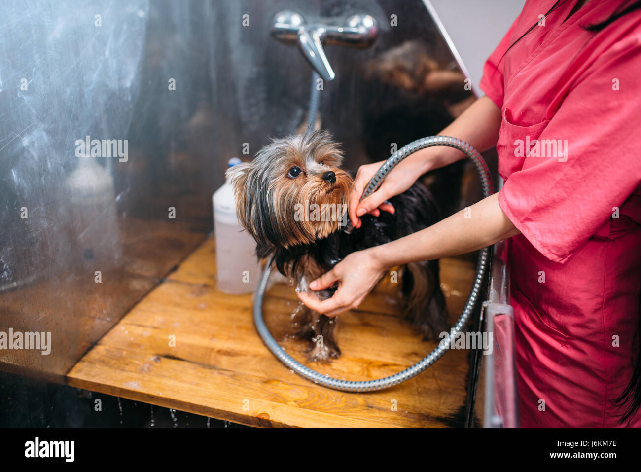 Pet grooming, dog washing in groomer salon. Professional groom and ...