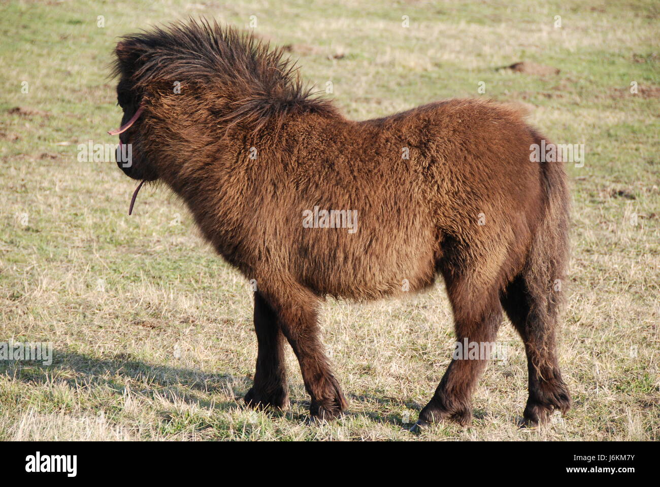 horse pony friendship horse animal pet mammal small tiny little short ...