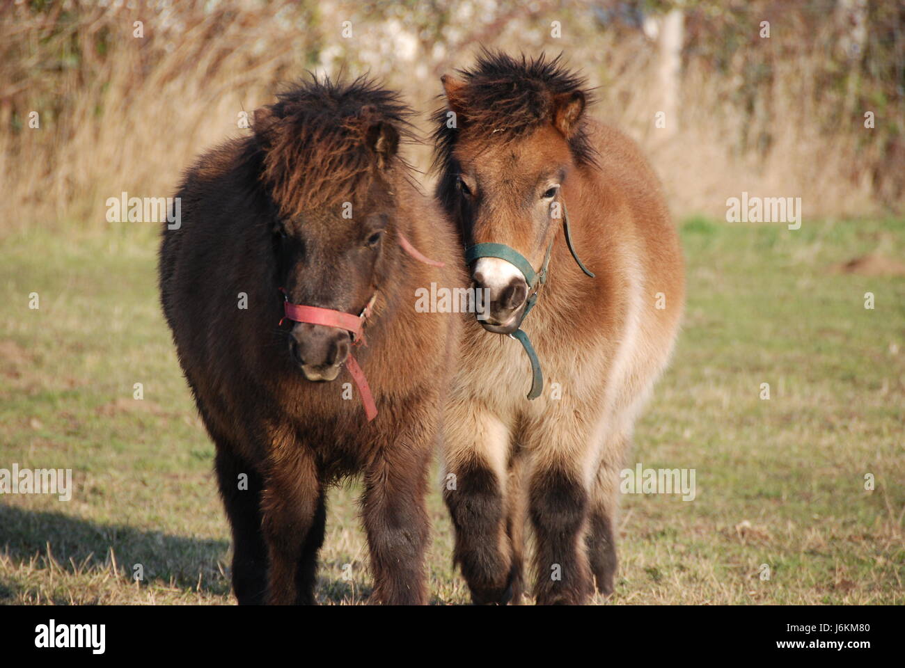 animal horse pony ponies friendship horse animal pet mammal small tiny ...