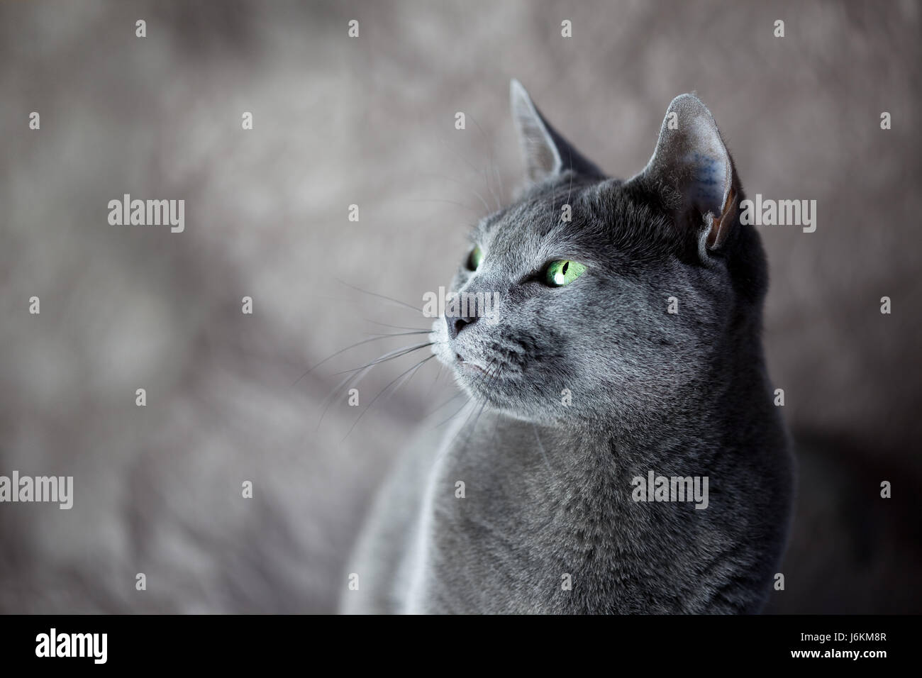 Katzenfoto hi-res stock photography and images - Alamy